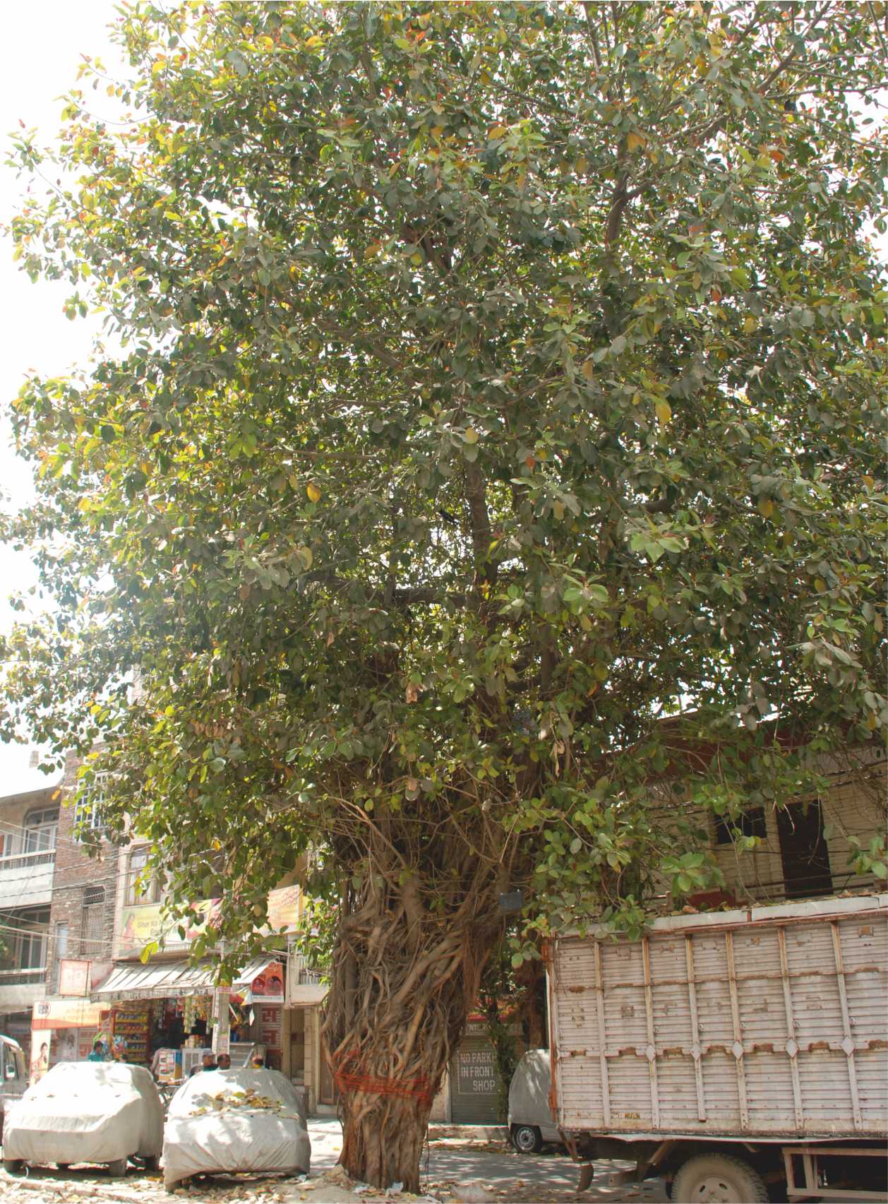 Kalpvriksh - Jagadguru MahaBrahmrishi Shree Kumar Swami ji